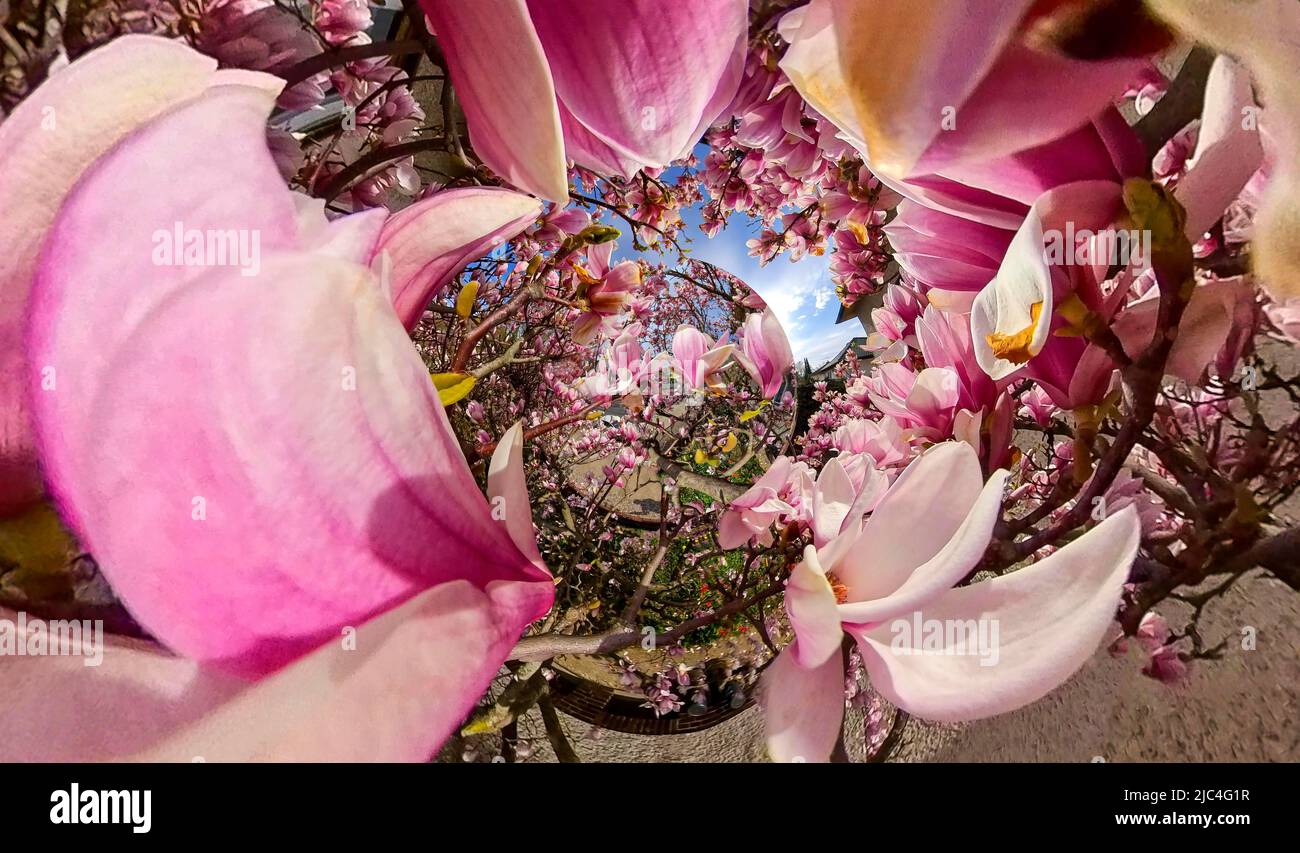 Magnolia tree (Magnolia x soulangeana) in backlight, 360 degree ...