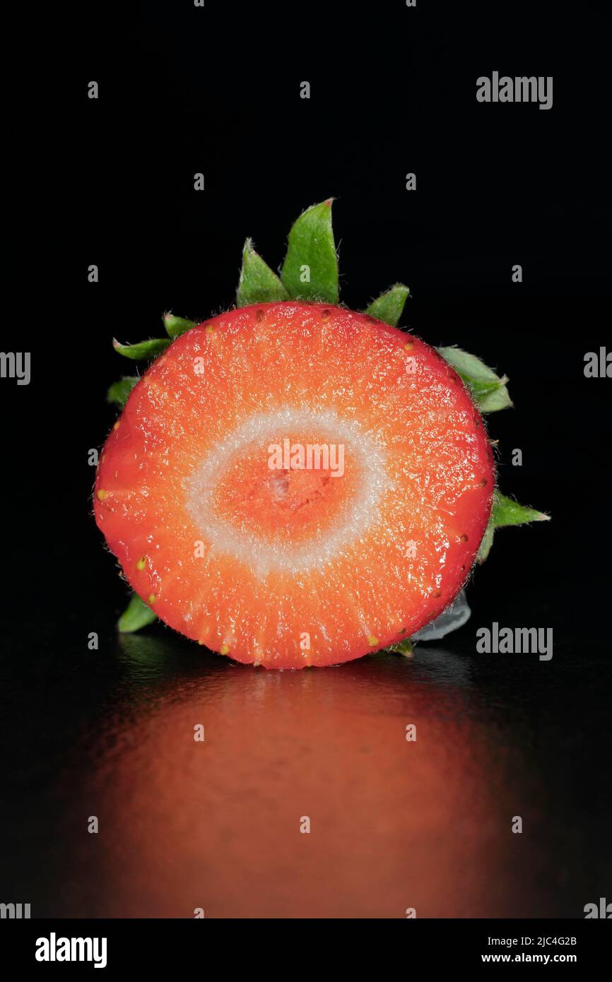 Halved strawberry (Fragaria), reflected in a slate, studio photograph ...