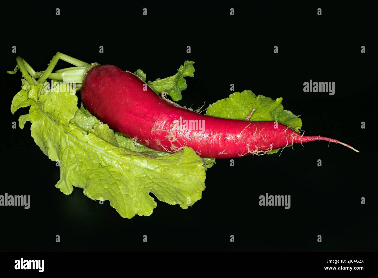 Fresh red radish with leaves, food photography in studio with black ...
