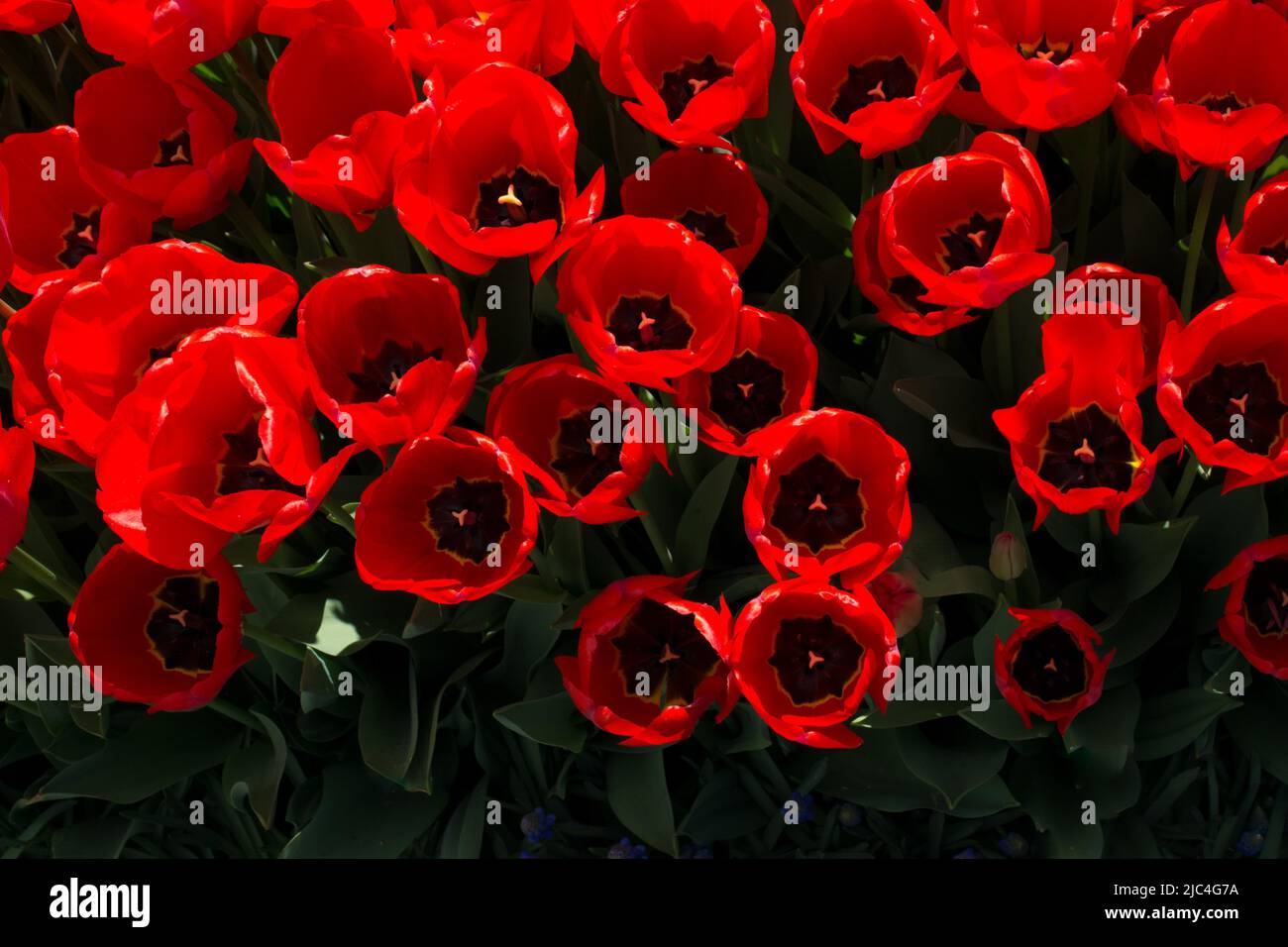 Tulip Flowers Blooming in Spring Season Stock Photo - Alamy
