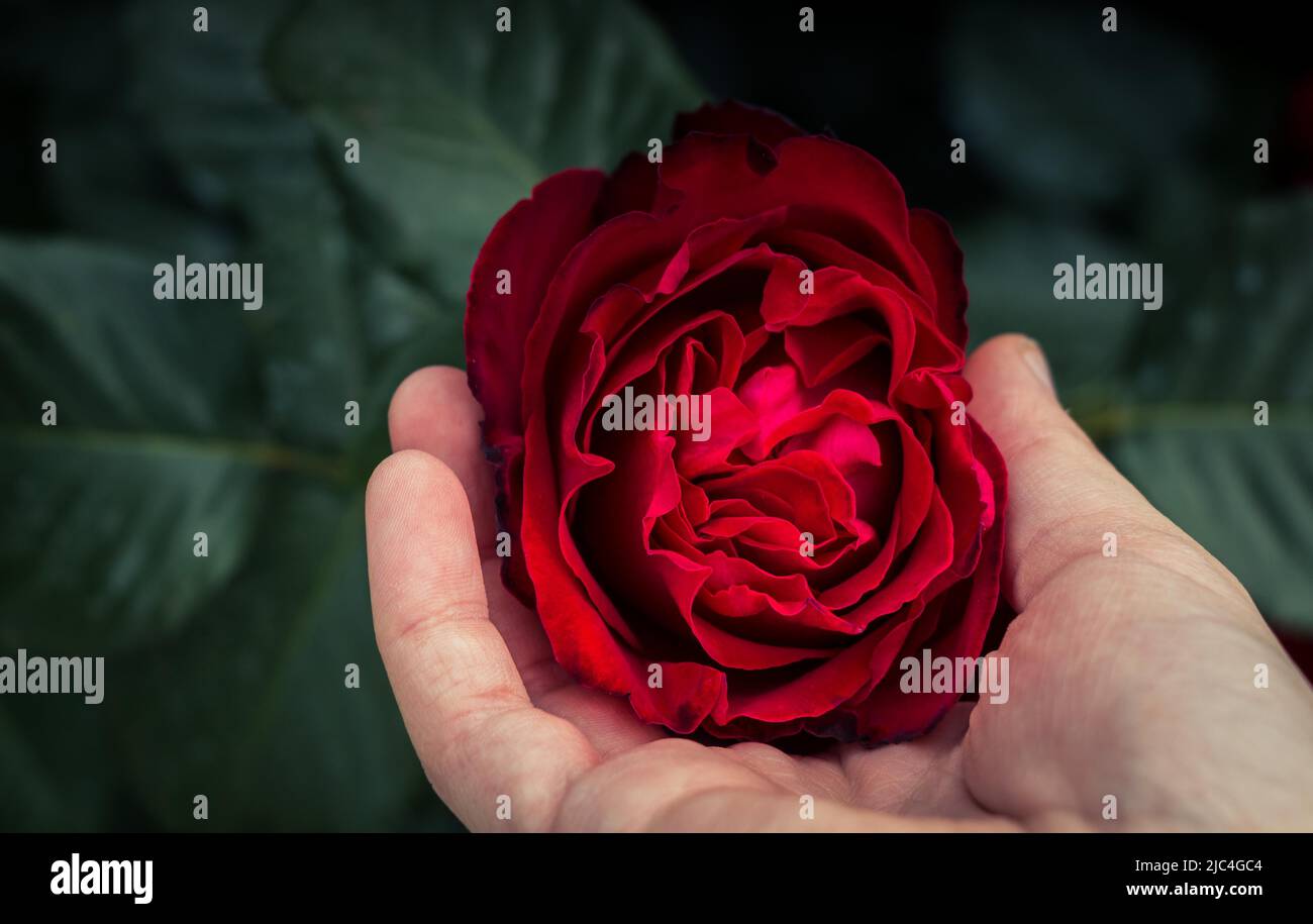 Flower hand hi-res stock photography and images - Alamy