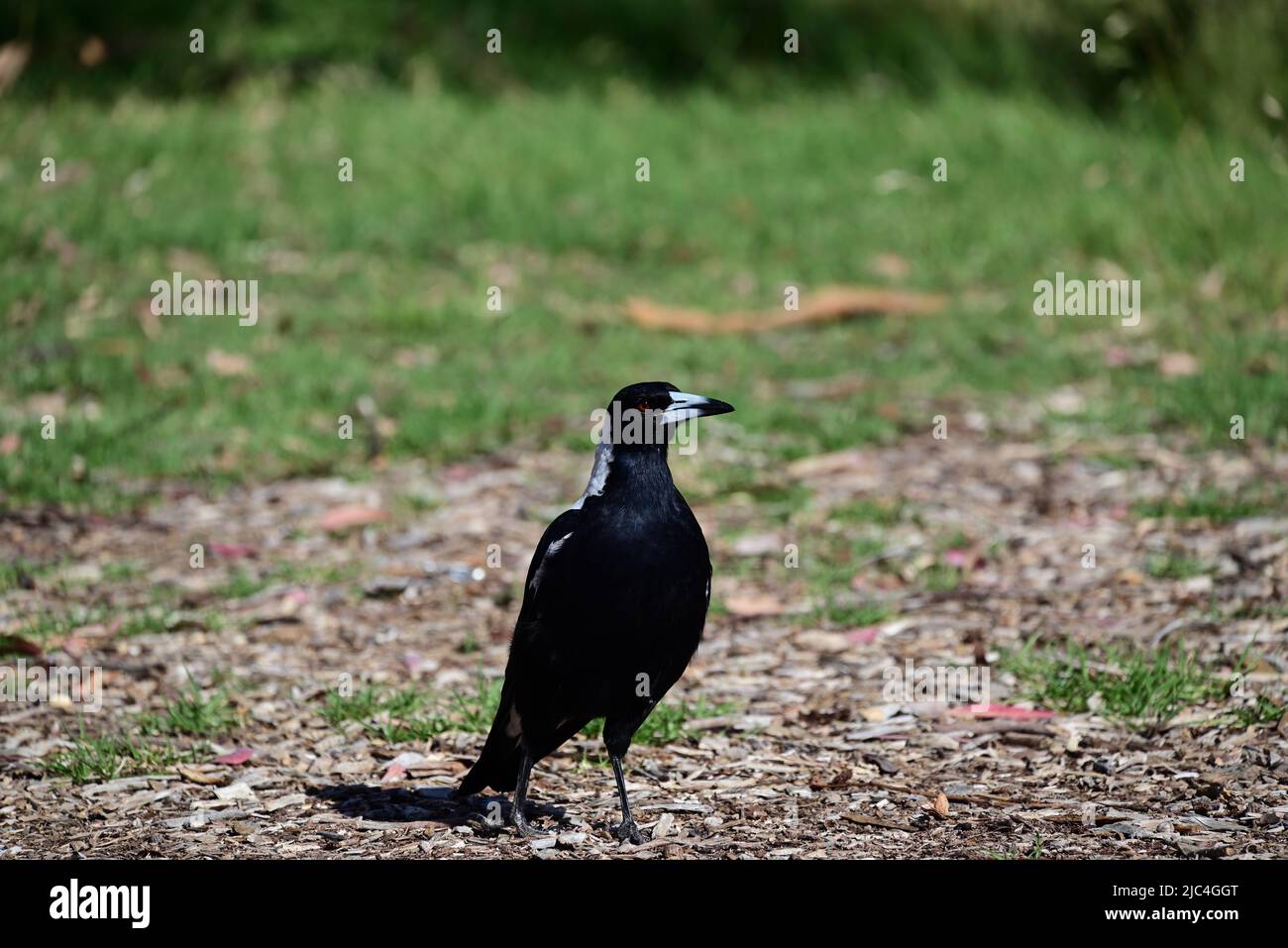 Dark Australian magpie (cracticus tibicen), with its chest slightly ...