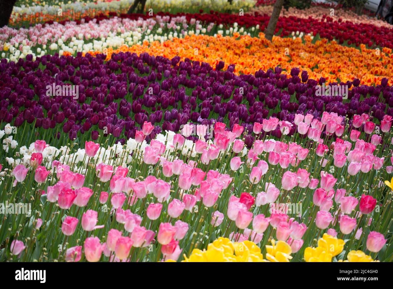 Colorful tulip flowers bloom in the spring garden Stock Photo - Alamy