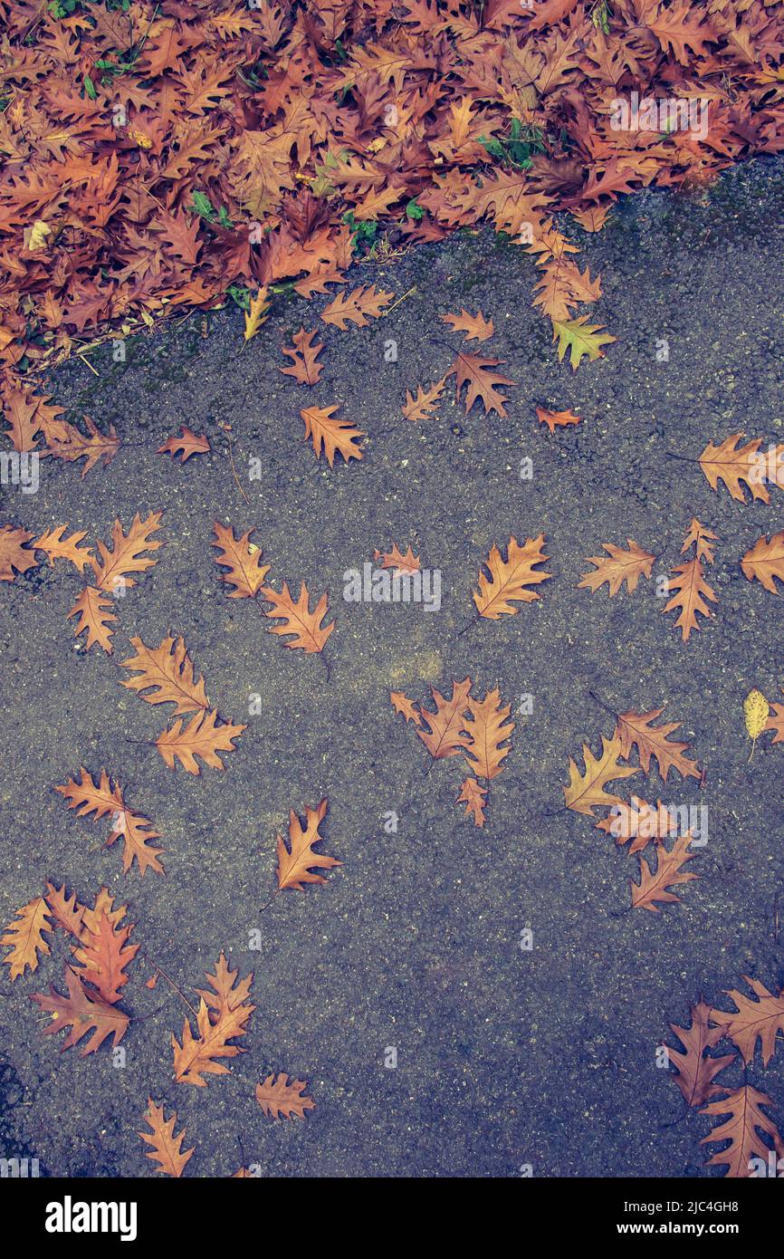 Autumn leaves texture for background. leaf background texture Stock ...