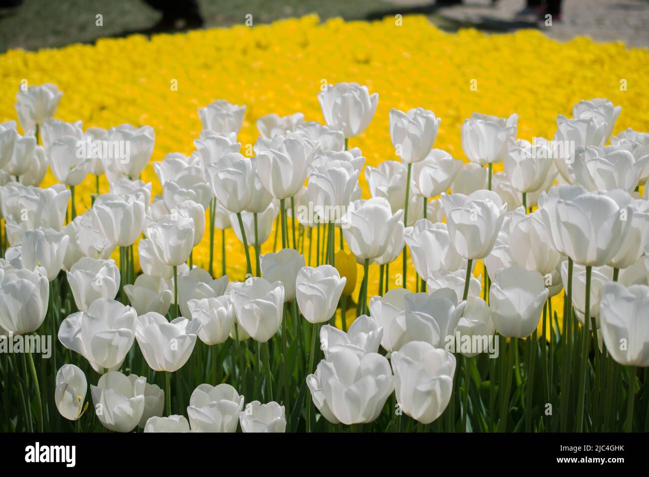 Colorful tulip flowers bloom in the spring garden Stock Photo - Alamy