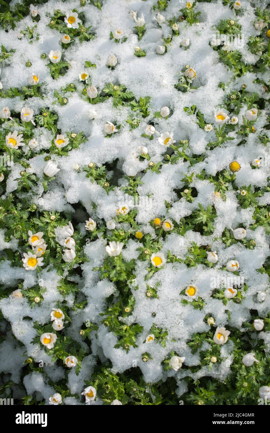 Early flowers oof the spring under snow in a garden Stock Photo - Alamy