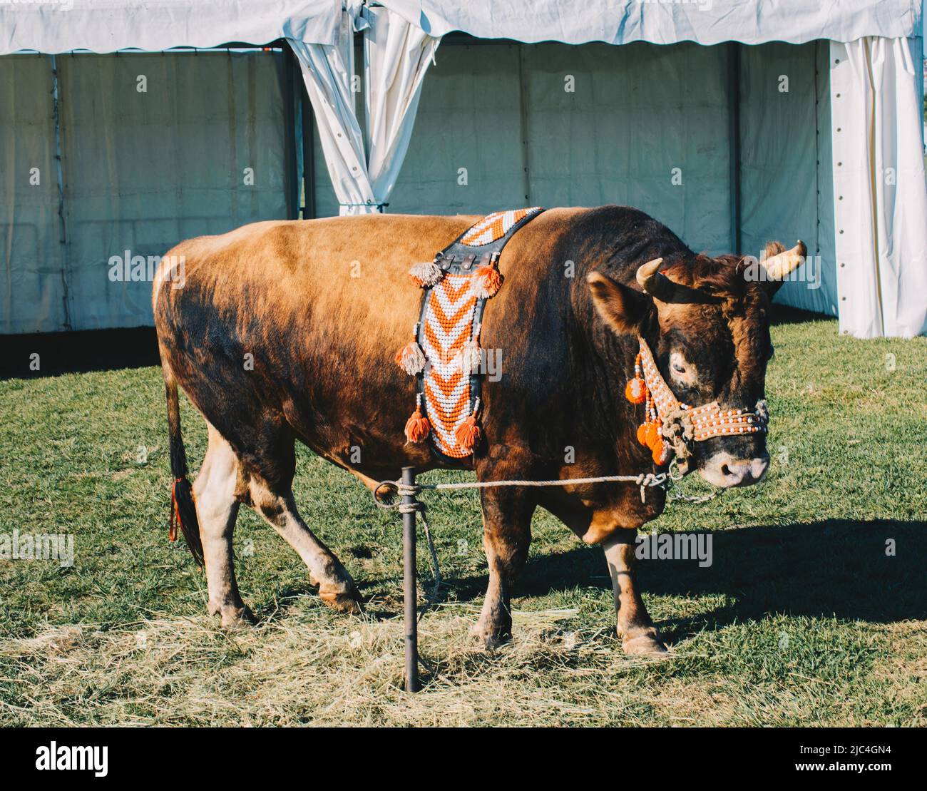 Brown bull with traditional Turkish fabric on it on green grass in ...