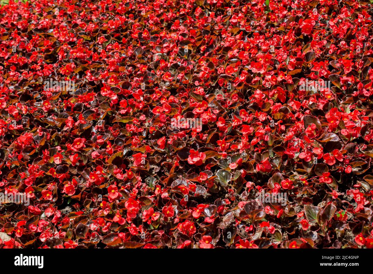 Beautiful fresh flowers in nature background Stock Photo - Alamy