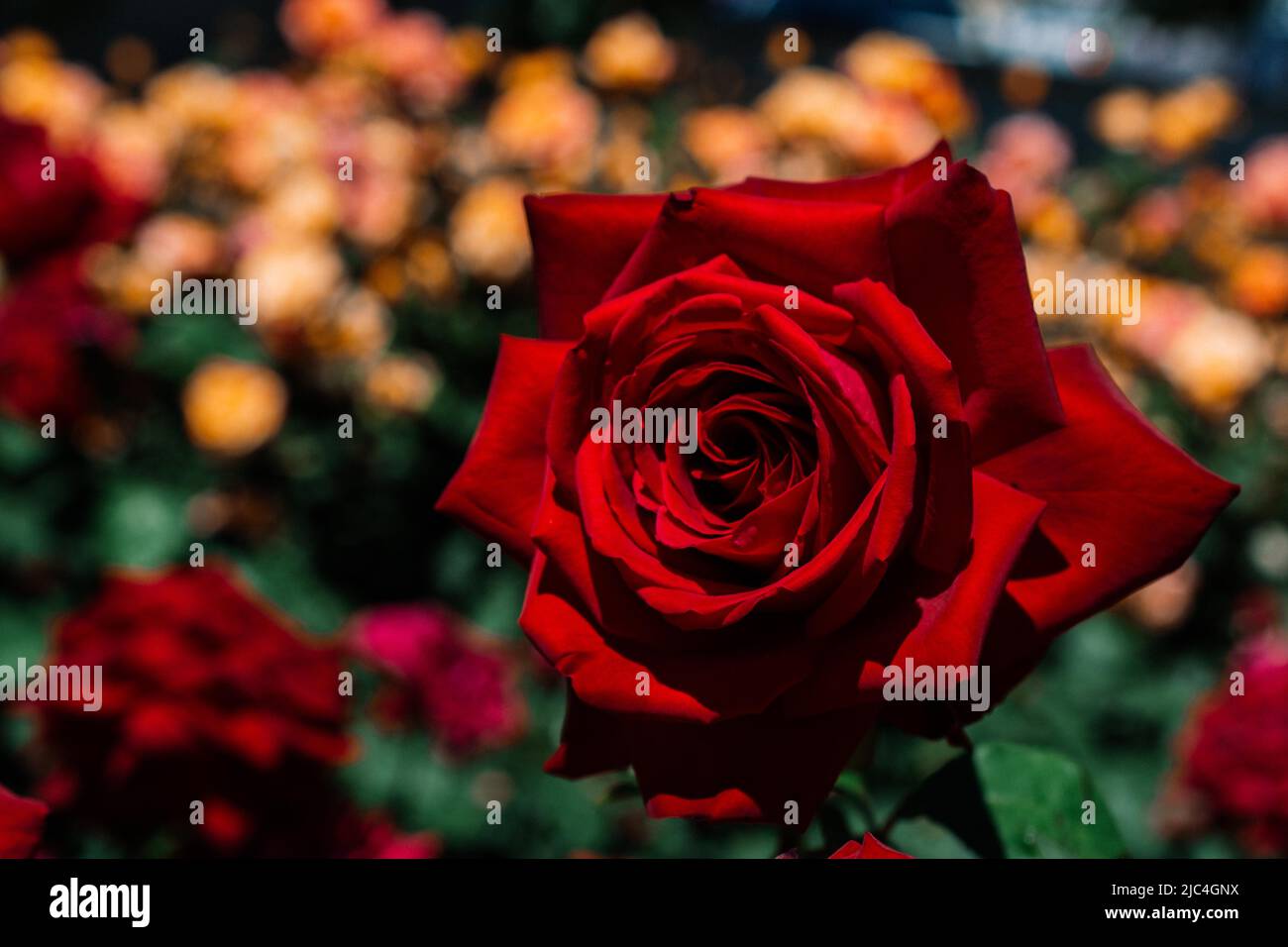 Beautiful colorful Rose Flower on garden background Stock Photo - Alamy