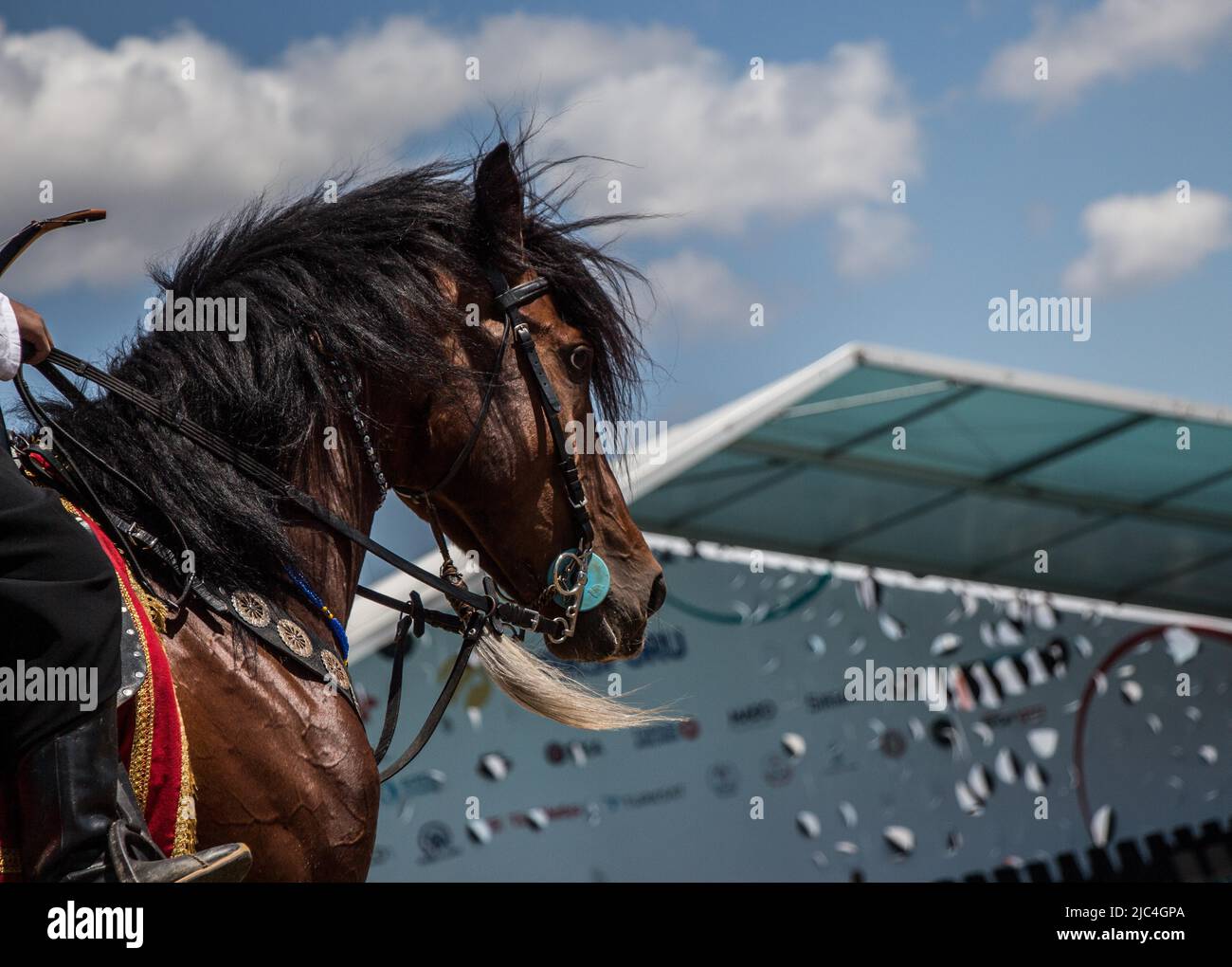Portrait of dark palomino horse. Horse head with long mane in profile ...