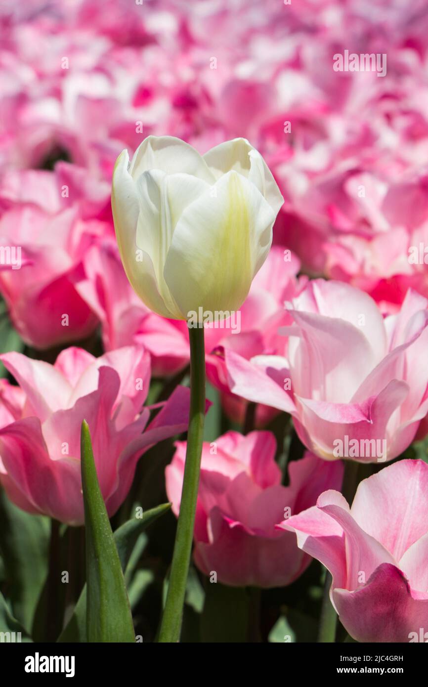 Tulip Flowers Blooming in Spring Season Stock Photo - Alamy