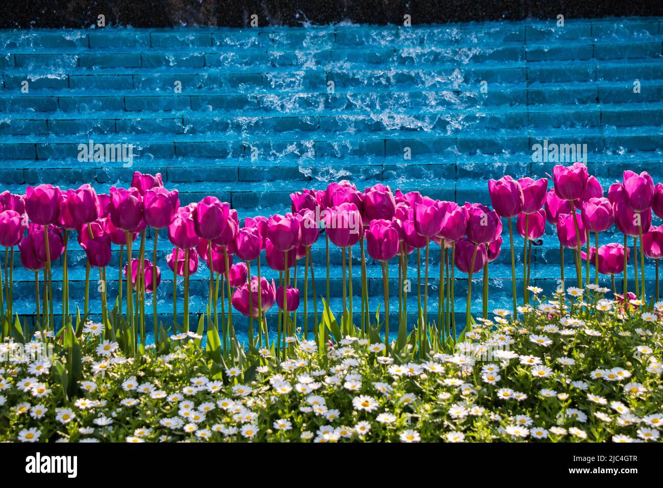 Purple color Tulips Bloom in Spring in garden Stock Photo - Alamy