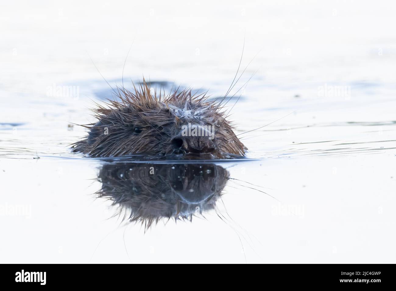 Nutria (Myocastor coypus) swimming in water, animal portrait, Hesse ...