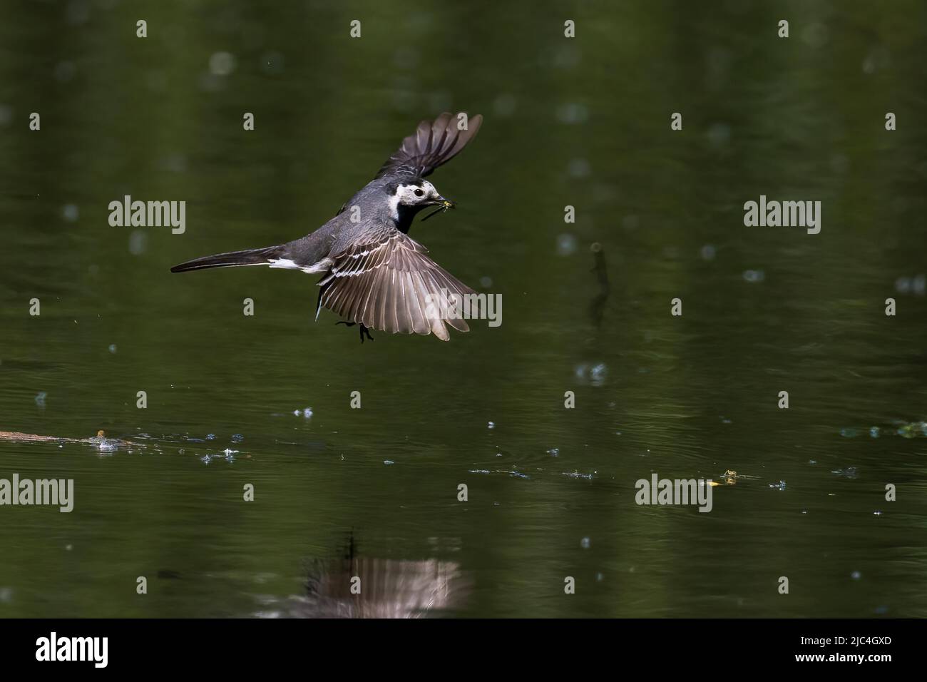 Pied Wagtail (Motacilla alba), flying, with captured dragonfly in its ...