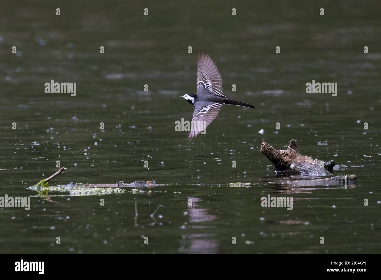 Pied wagtail in flight hi-res stock photography and images - Alamy