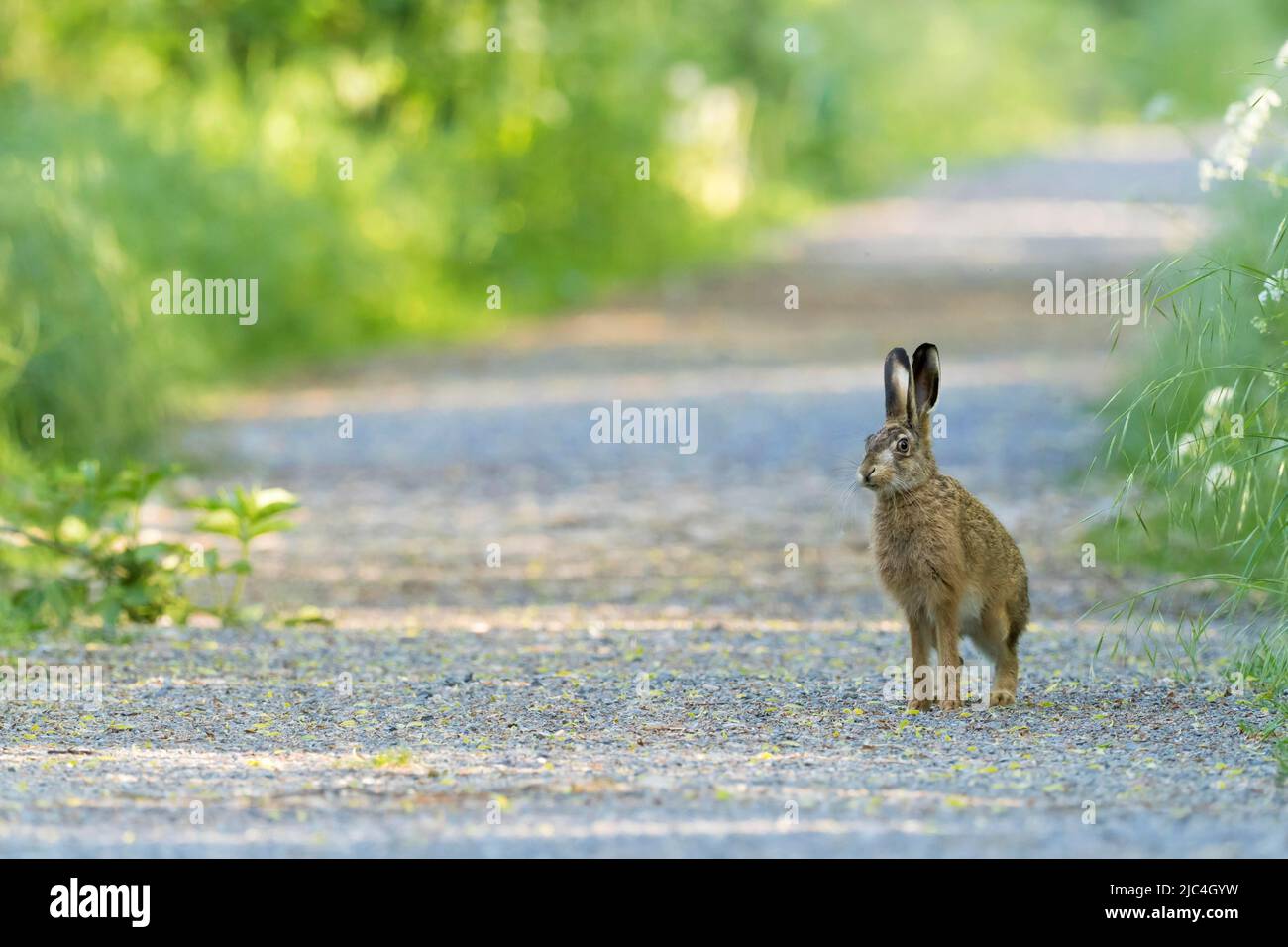European hare (Lepus europaeus) on field path, Meerbruchwiesen ...
