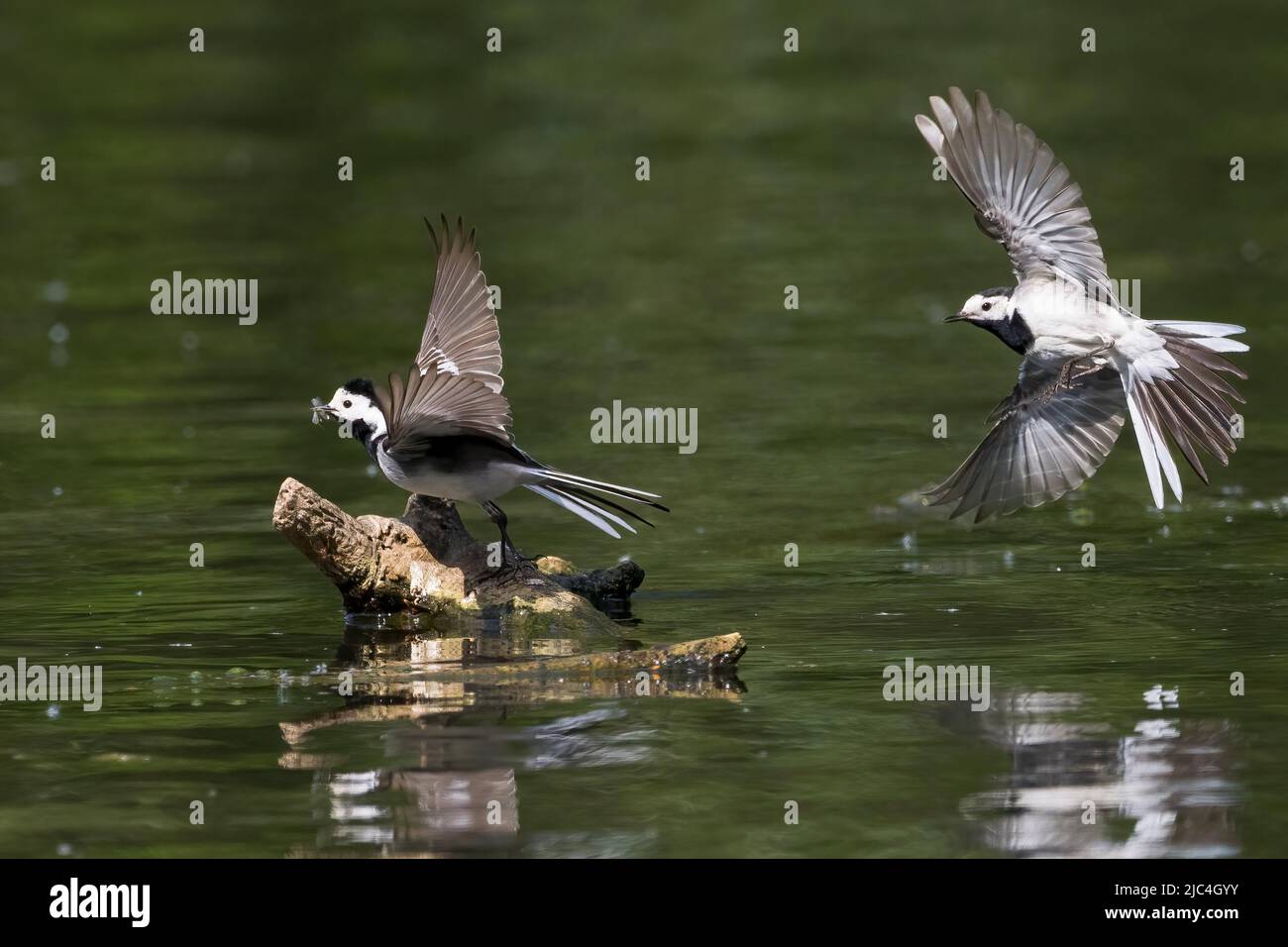 Bird hunting insects hi-res stock photography and images - Alamy