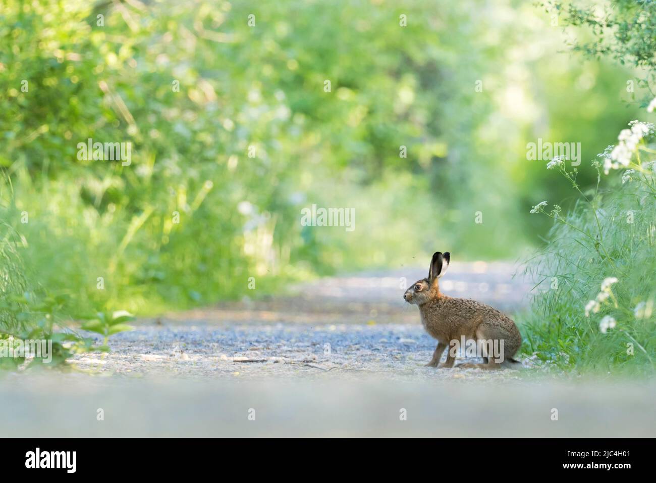 European hare (Lepus europaeus) on field path, Meerbruchwiesen ...