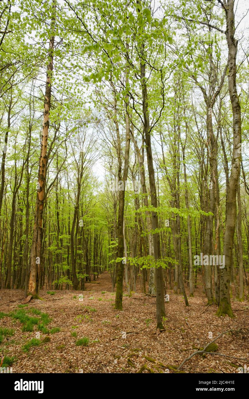 Unesco world natural heritage site ancient beech forests hi-res stock ...