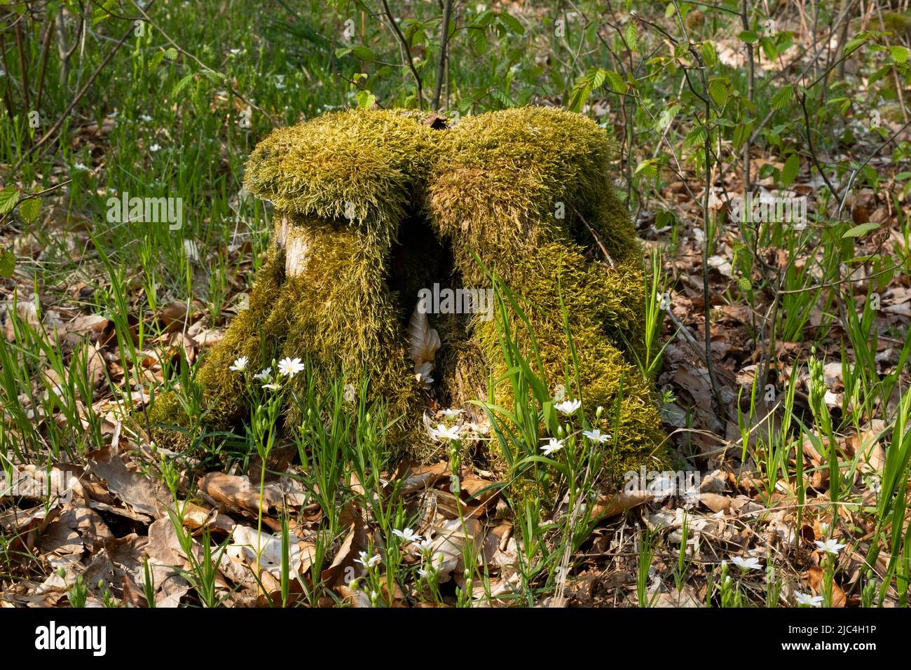 Tree stump with moss, close-up, Knorreichenstieg, primeval forest trail ...