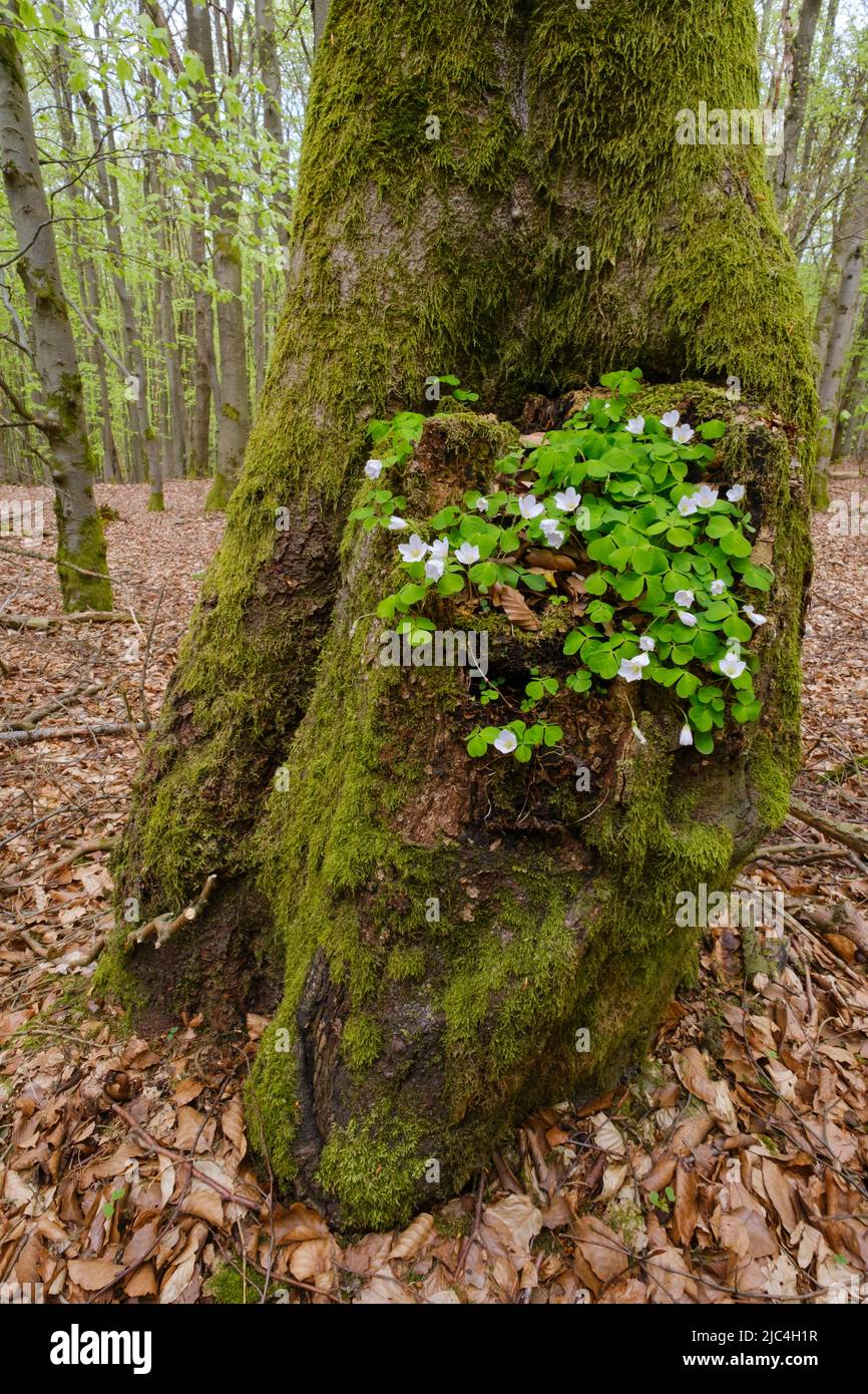 Wood sorrel (Oxalis acetosella) on a tree trunk in a beech forest ...