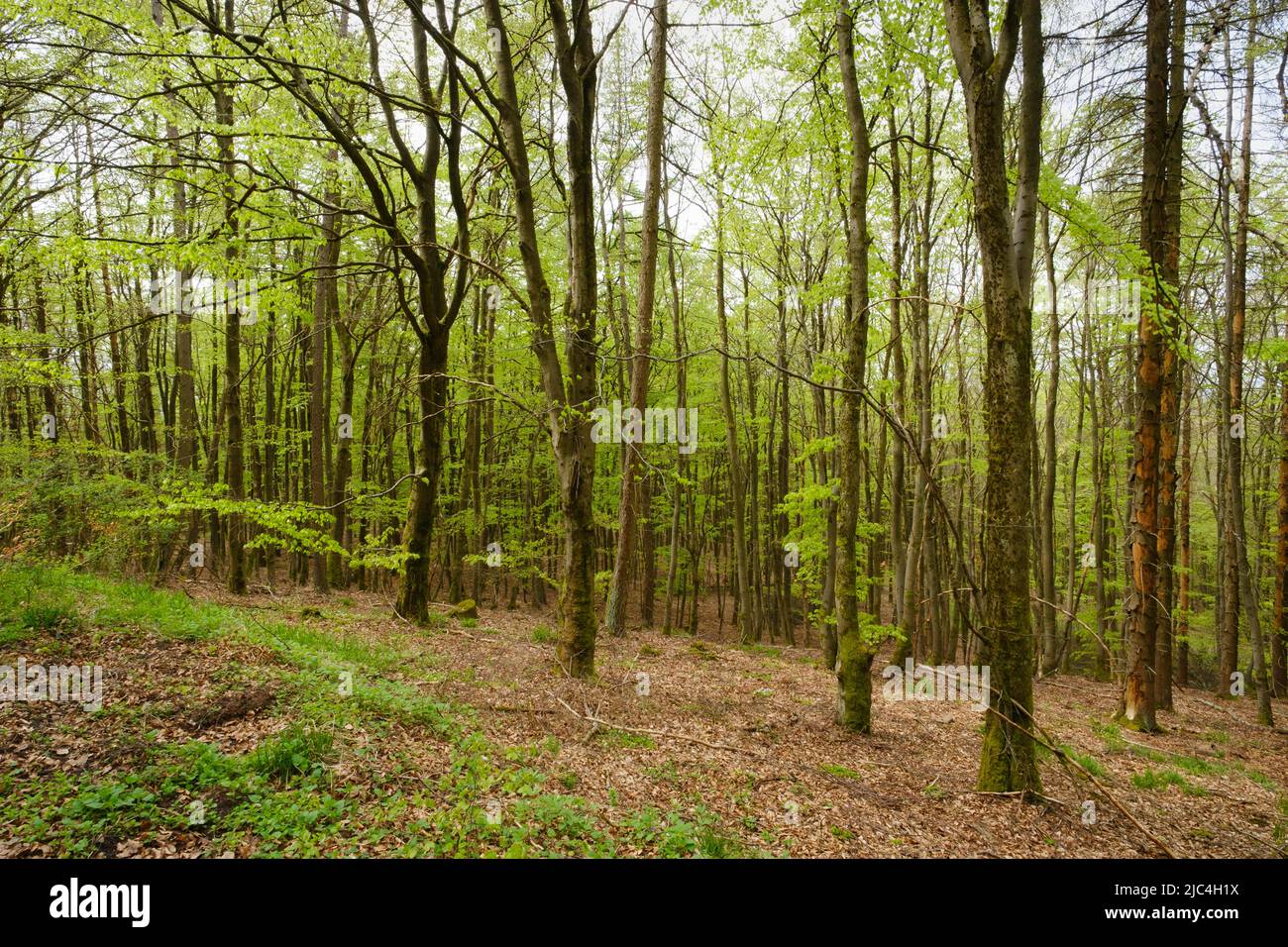 Unesco world natural heritage site ancient beech forests hi-res stock ...