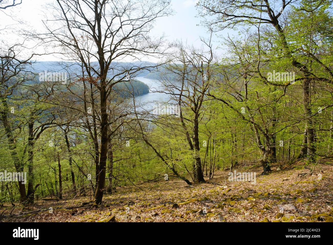 Beech forest with view of Lake Eder, Knorreichenstieg, Urwaldsteig ...