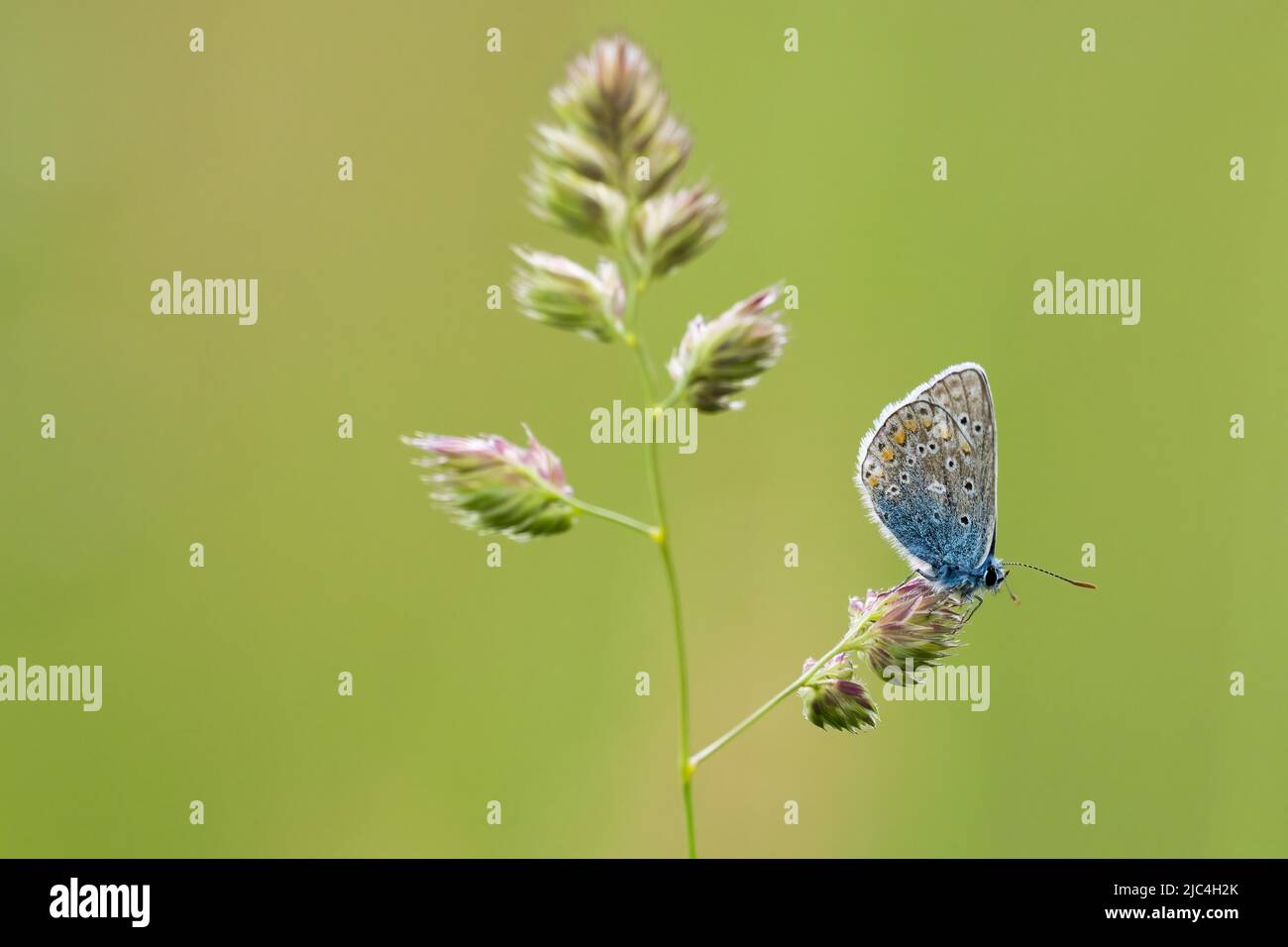Gossamer winged butterfly (Lycaenidae) on blade of grass, Hesse ...