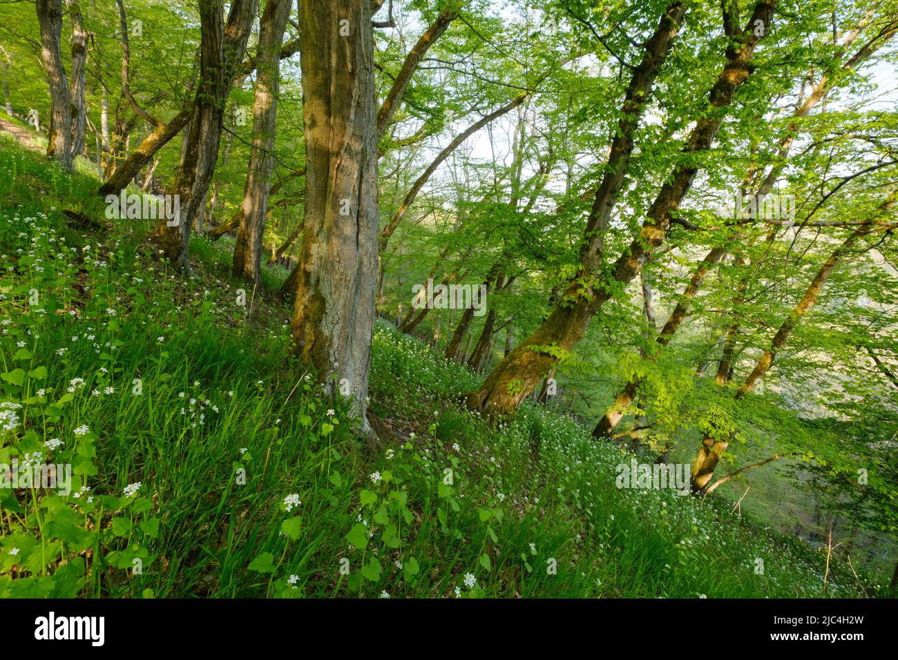 Beech forest with fresh greenery, primeval forest trail, Kellerwald ...