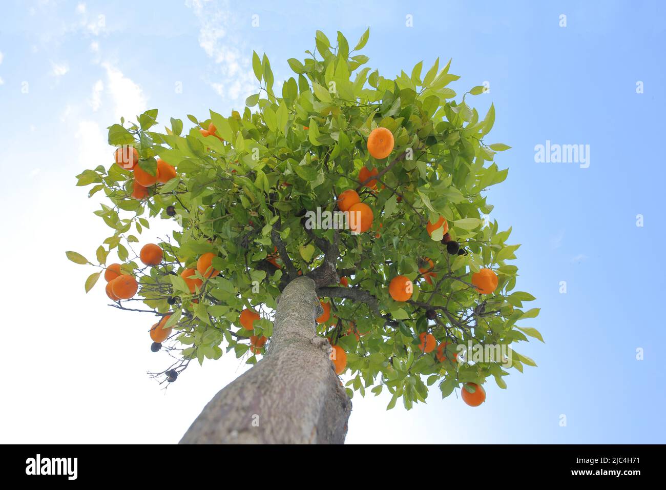 Orange tree (Citrus sinensis) with fruits from below to the sky, at the ...