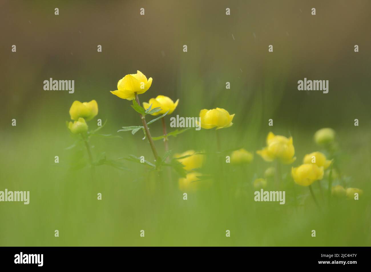 European globeflowers (Trollius europaeus) on the Hochrhoen Road, Lange ...