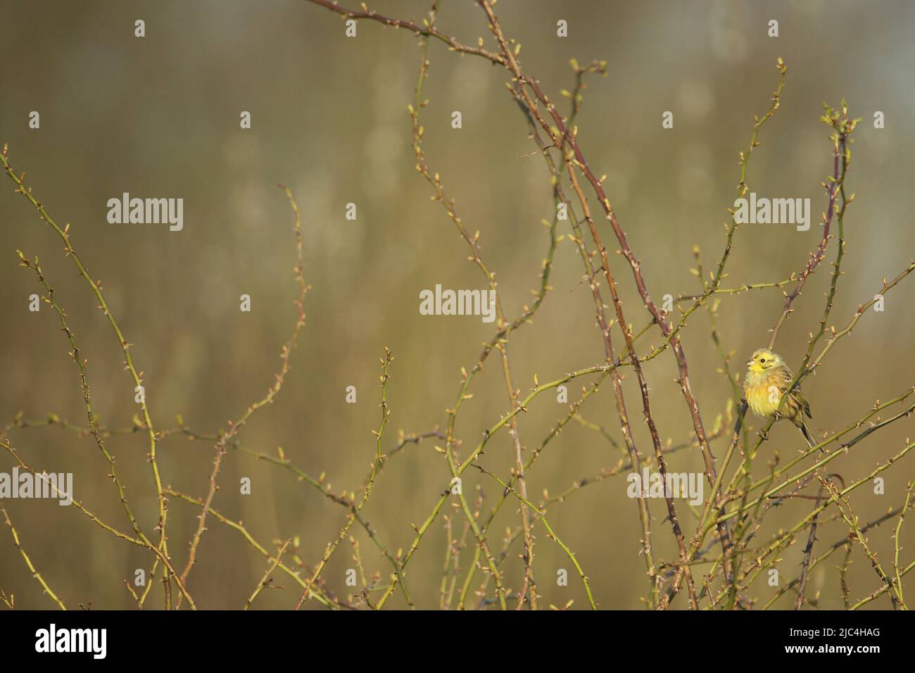 Male yellowhammer (Emberiza citrinella) in a thorn hedge in Breckenheim ...