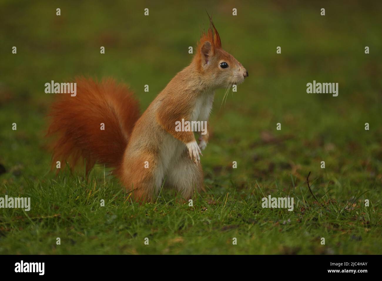 Squirrel (Sciurus vulgaris) with male pose in Wiesbaden, Hesse, Germany ...