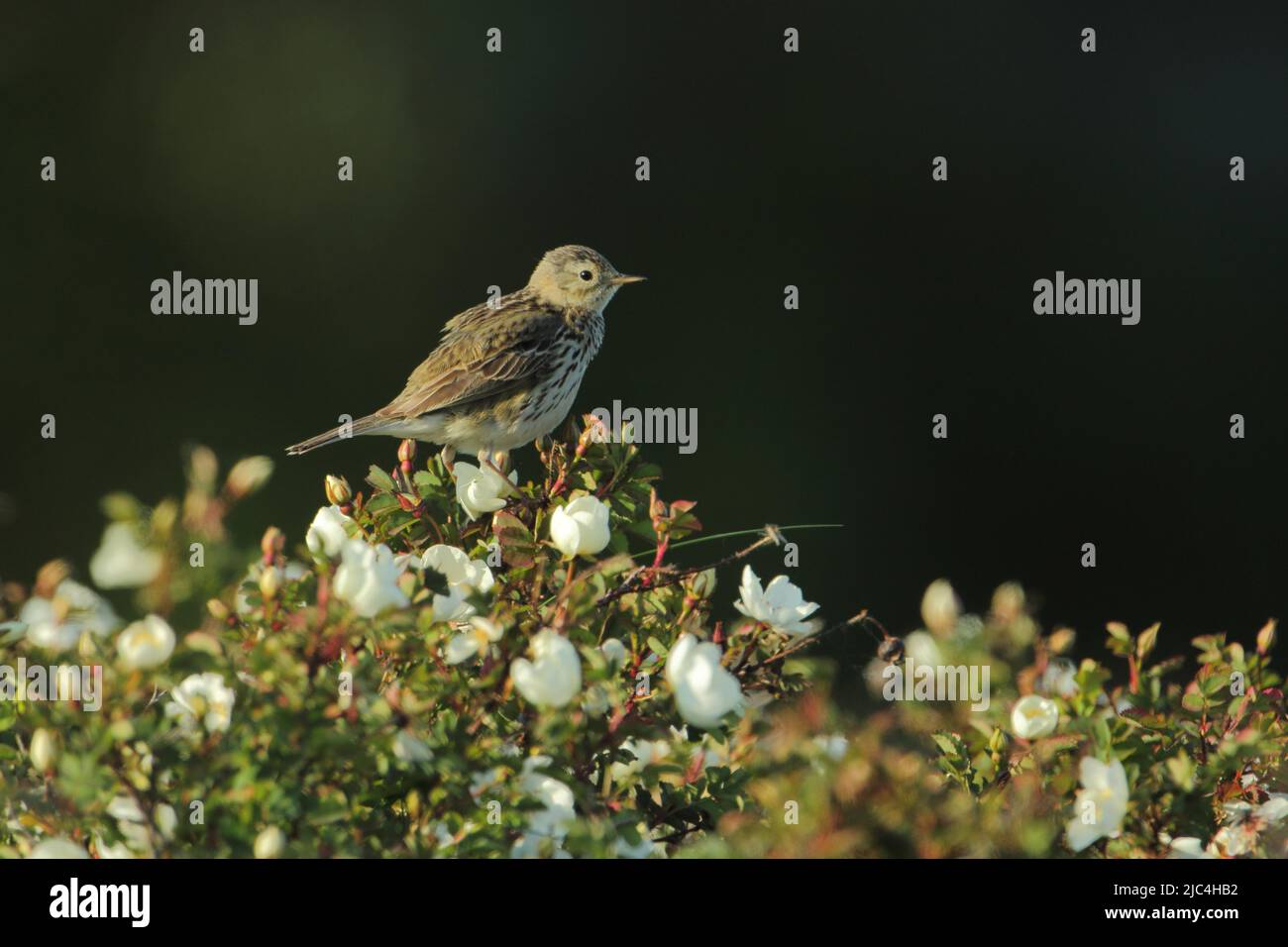 Meadow pipit (Anthus pratensis) with white flowers on Texel, North ...