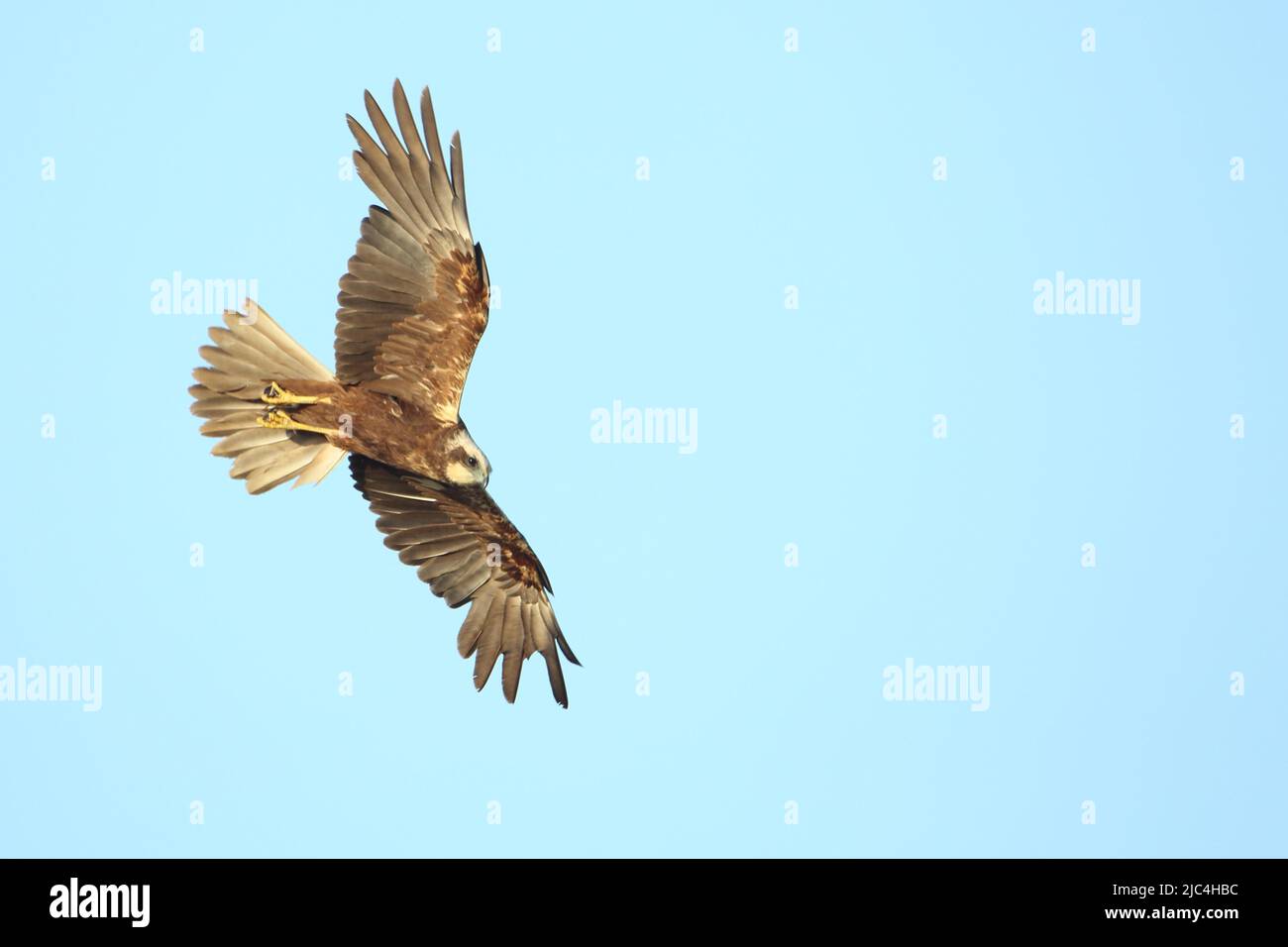 Female western marsh-harrier (Circus aeruginosus) in flight on Texel ...