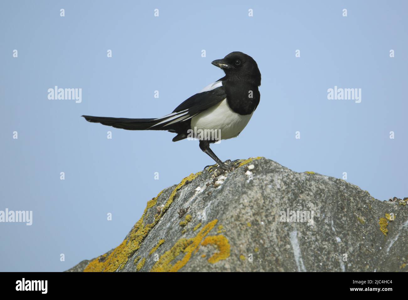 Magpie (Pica pica) on a rock with lichen on Texel, North Holland ...