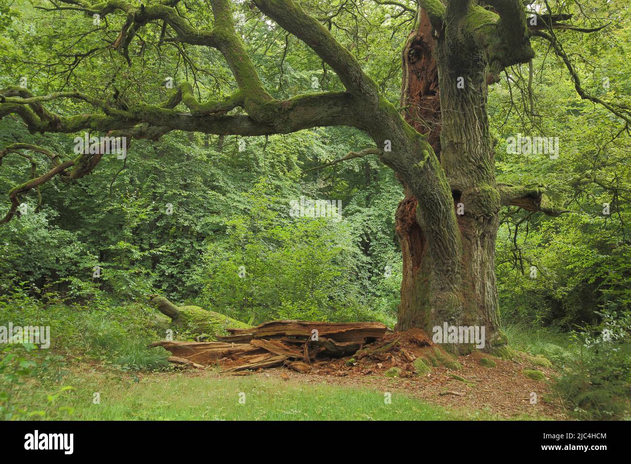 English oak (Quercus robur) in the primeval forest Sababurg ...