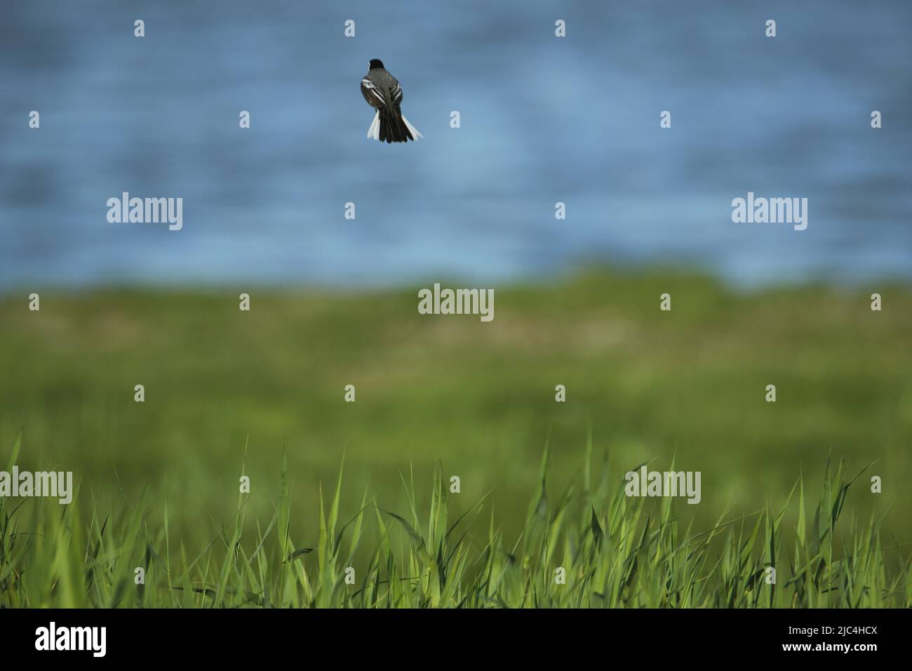 Pied Wagtail (Motacilla alba) in flight, from behind without wings, on ...