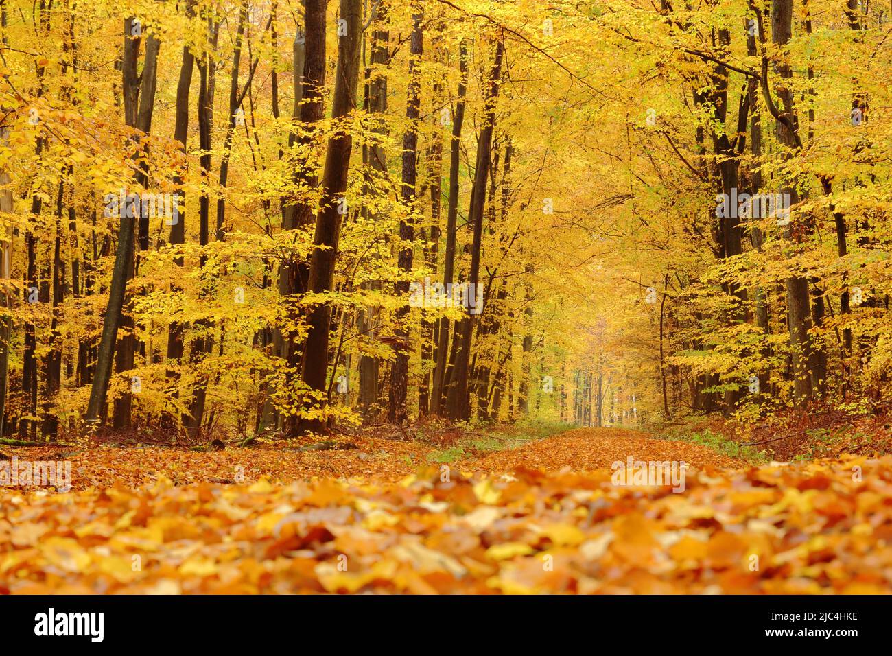 Autumn forest with forest path and golden leaf fall in Eppstein im ...