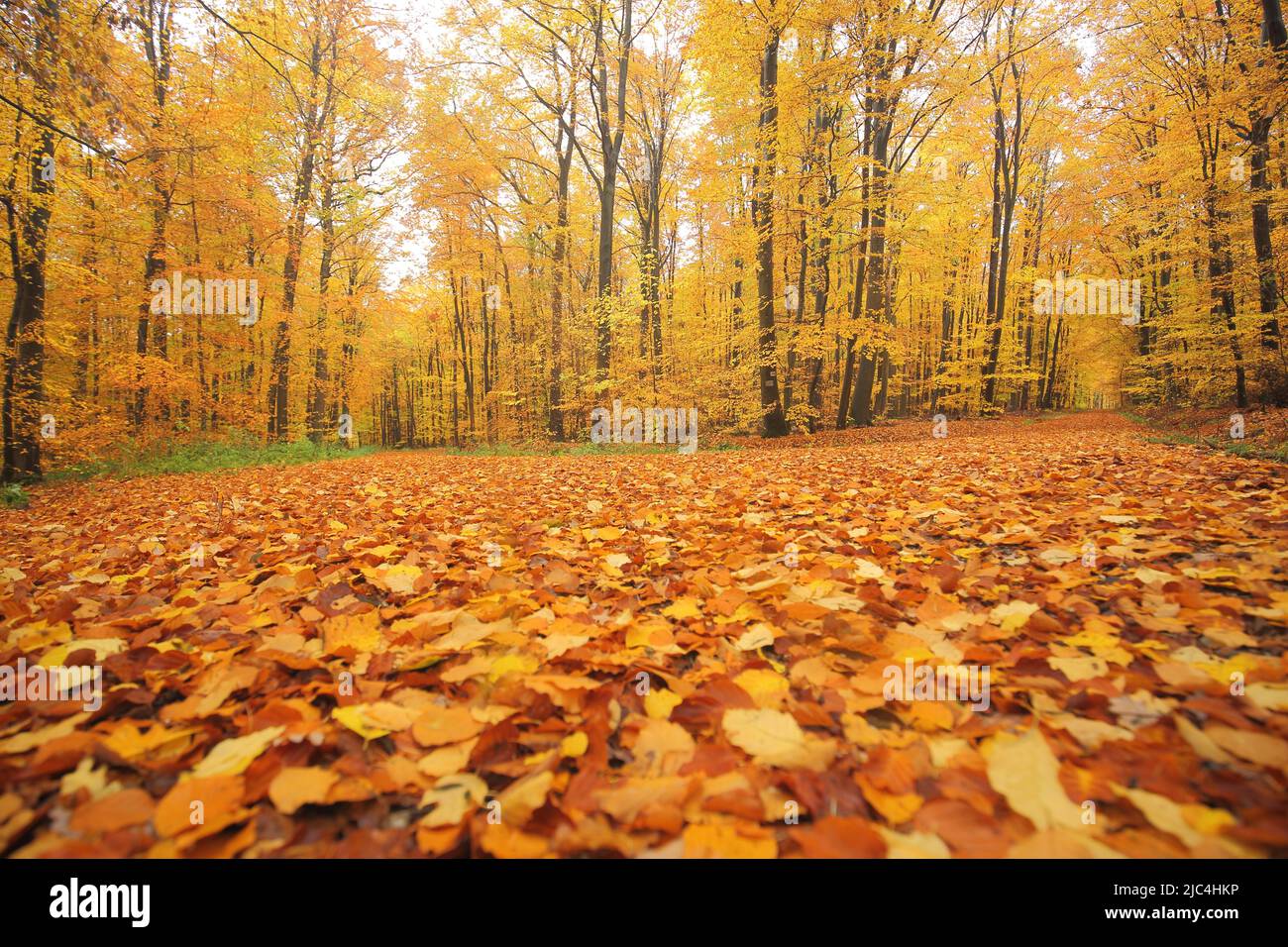 Autumn forest with fork in the road and golden leaf fall in Eppstein im ...