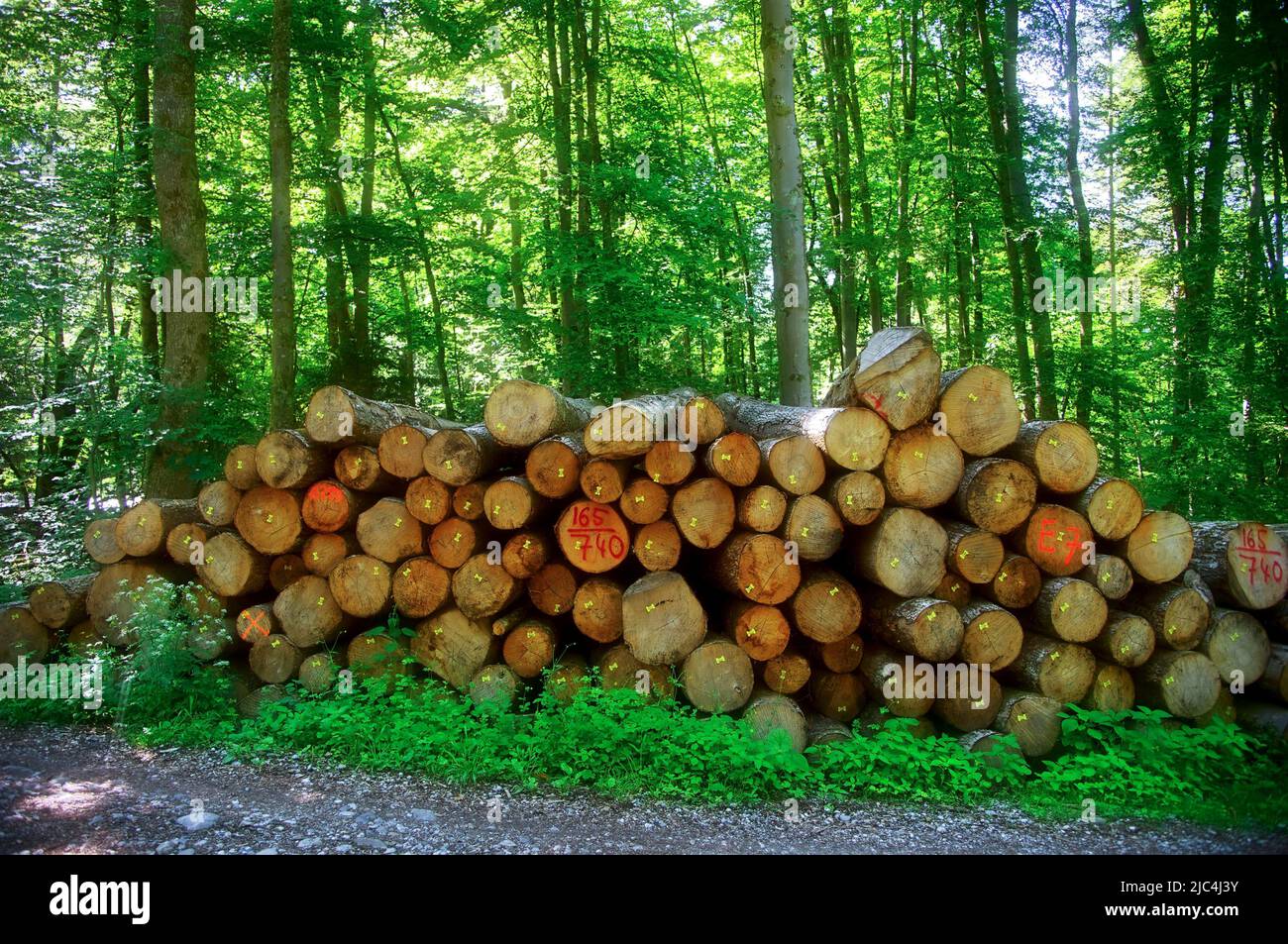 Logging, logs in the forest, trees, stacked, marked, Wuermtal near ...