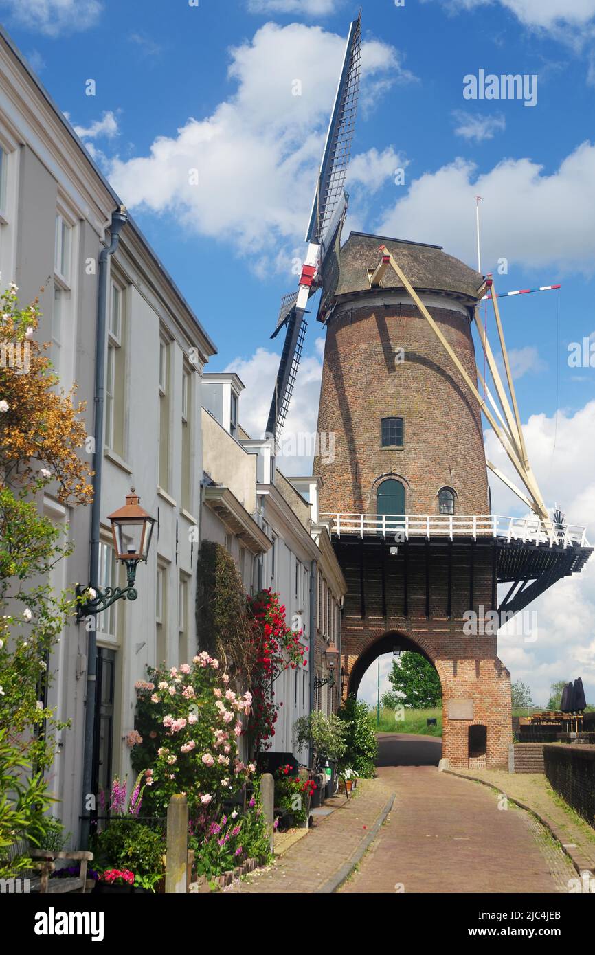 Street with roses on the house walls, old mill with passage, Wijk bij ...