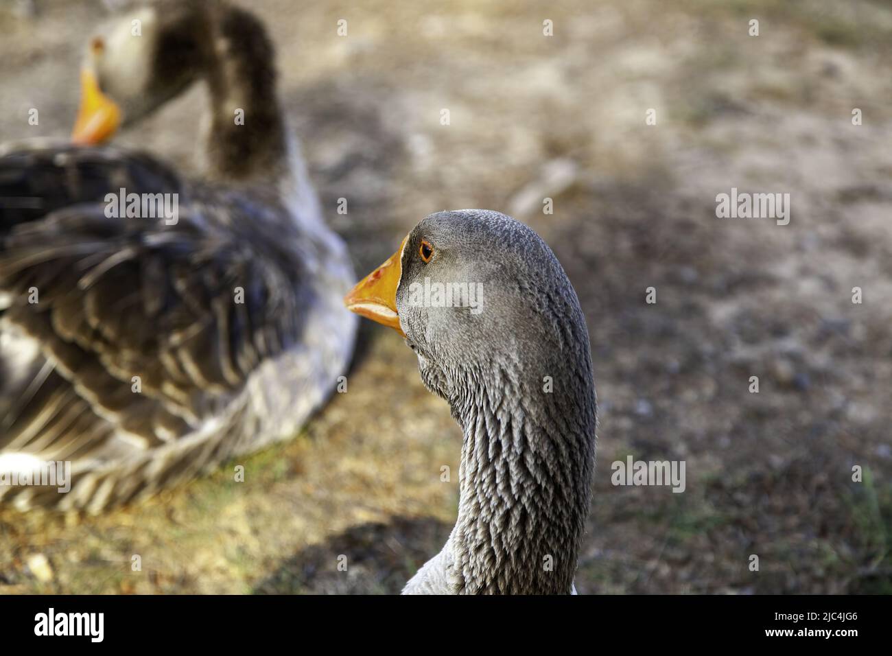 Game bird protection hi-res stock photography and images - Alamy