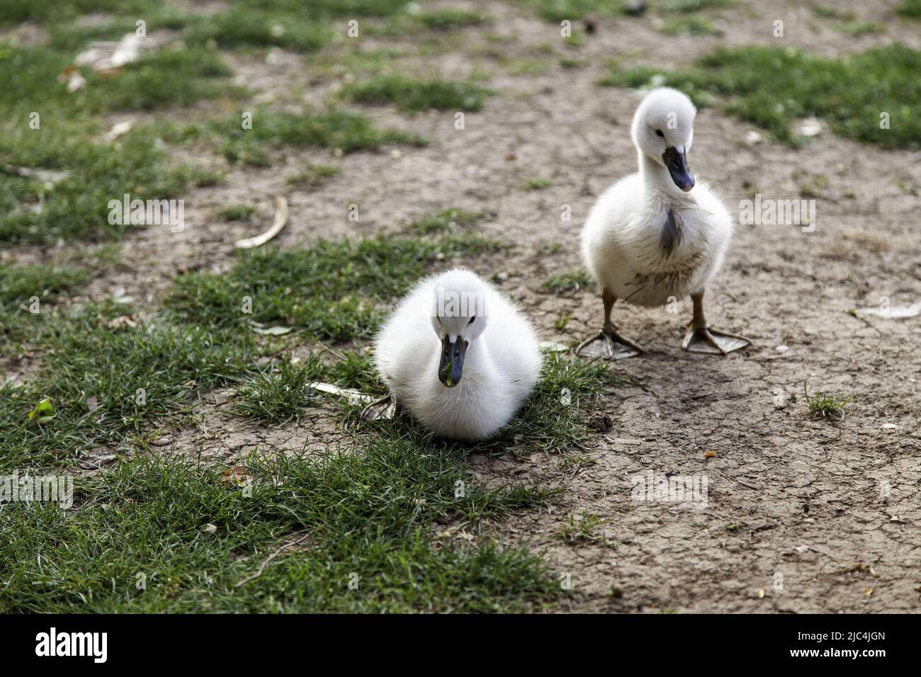 Protection of animals hi-res stock photography and images - Alamy