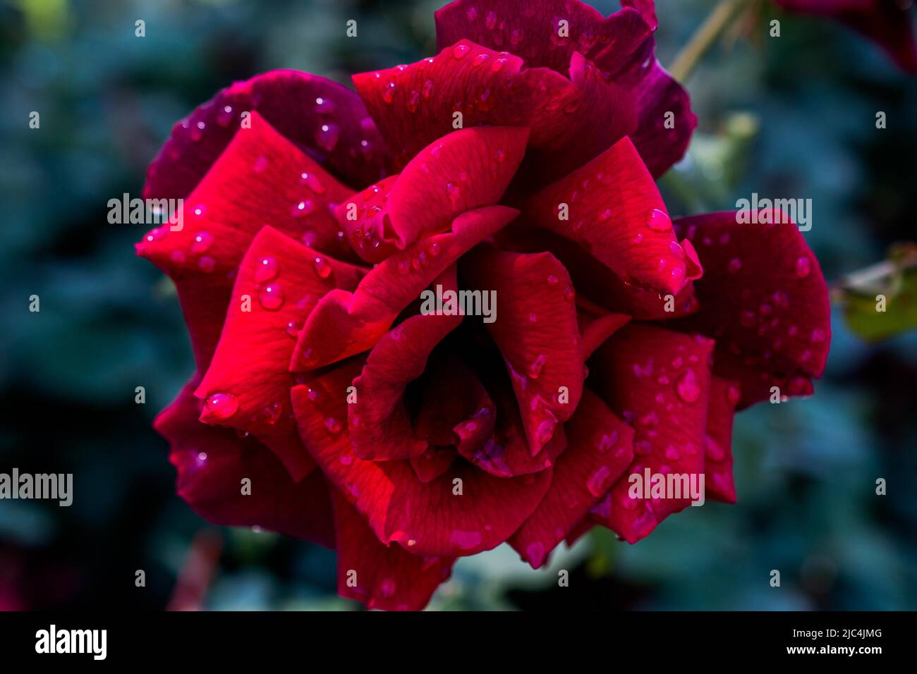 Beautiful fresh roses in close up view Stock Photo - Alamy