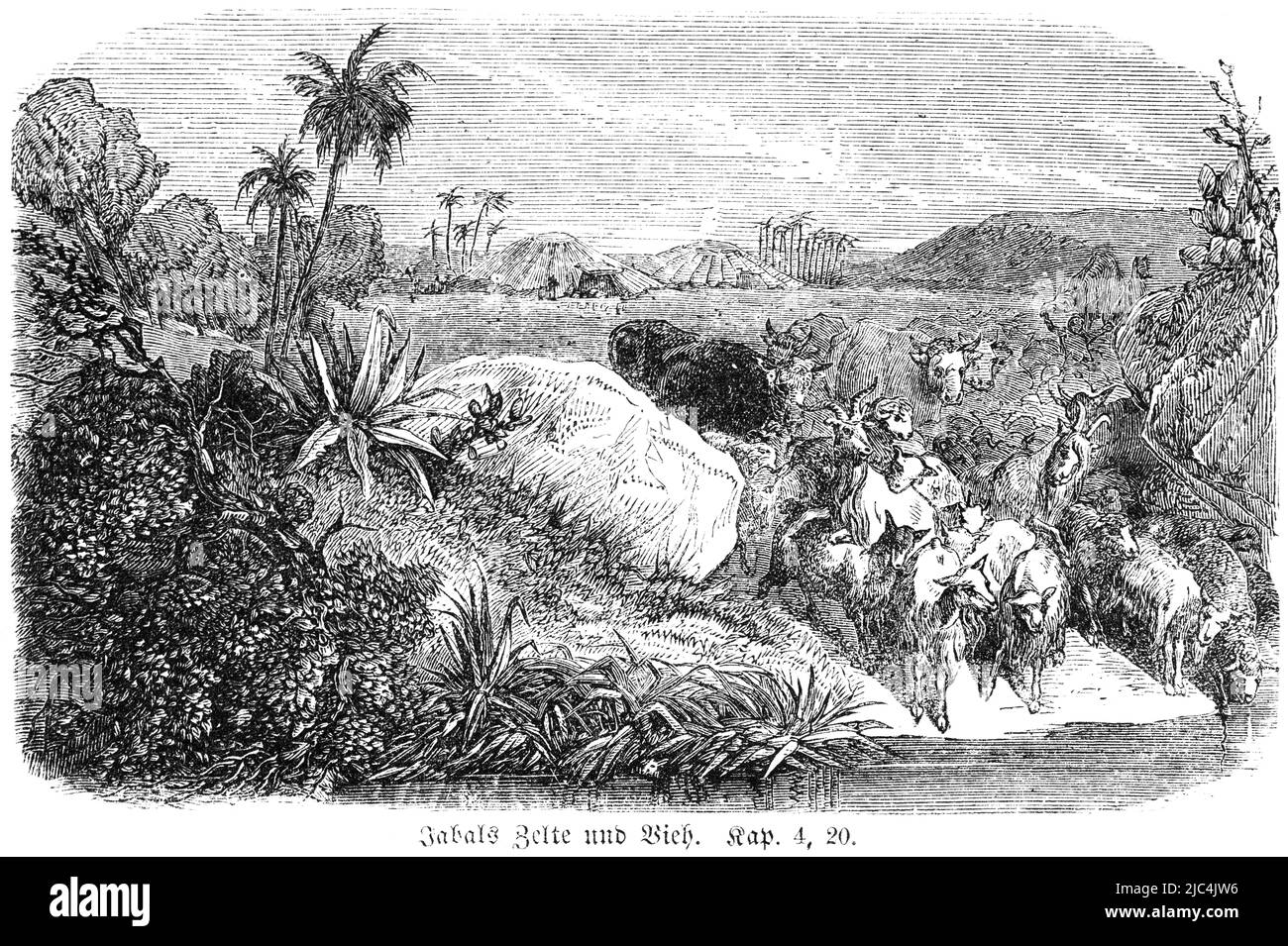 Jacob's tents and cattle, huts, goats, cattle, volcano, palm trees ...