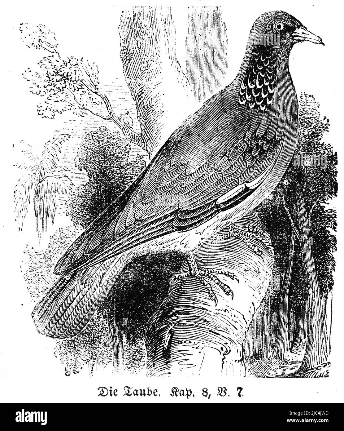 Dove, Bible, water body, tree, branch, leaves, Old Testament, First ...