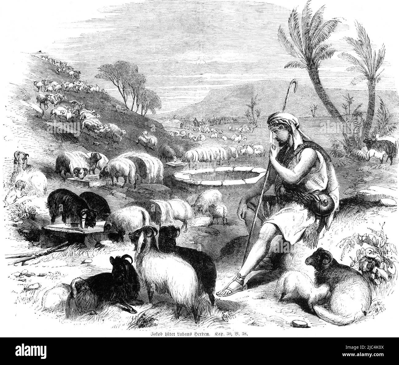 Jacob tending Laban's flock, tend, drink, sandals, staff, watering ...