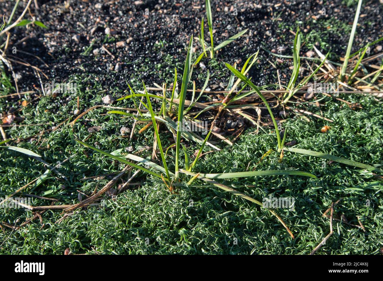 damaged artificial grass with real grass growing through it Stock Photo ...