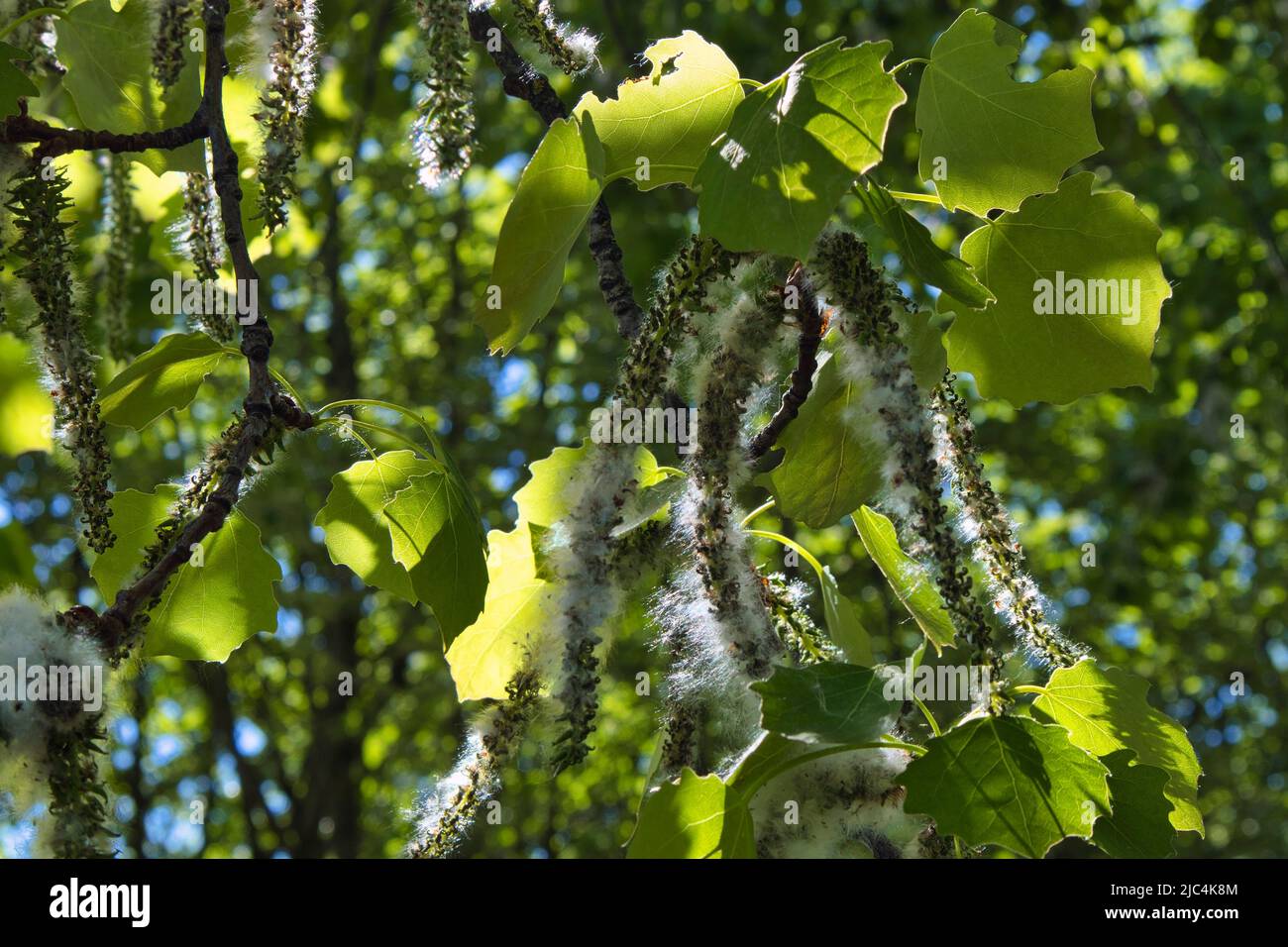 White poplar tree seeds hi-res stock photography and images - Alamy